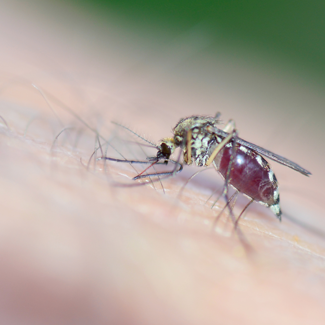Taking Back Your Backyard: The Best Mosquito Defense Strategies and ...