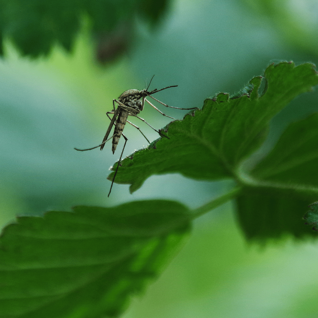 What You Need to Know When Choosing a Mosquito Treatment Company ...